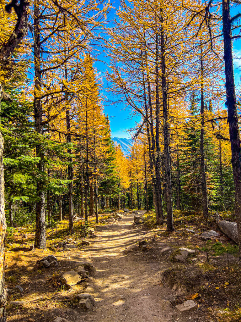 Guide to the Larch Valley Hike | How to See Larch Trees in Banff!